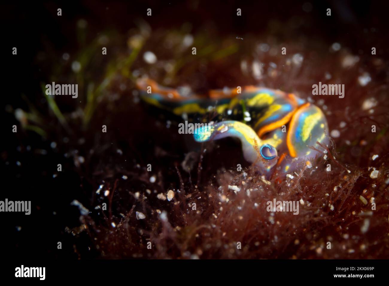 Colorful nudibranch in the waters of the Mediterranean Sea ...