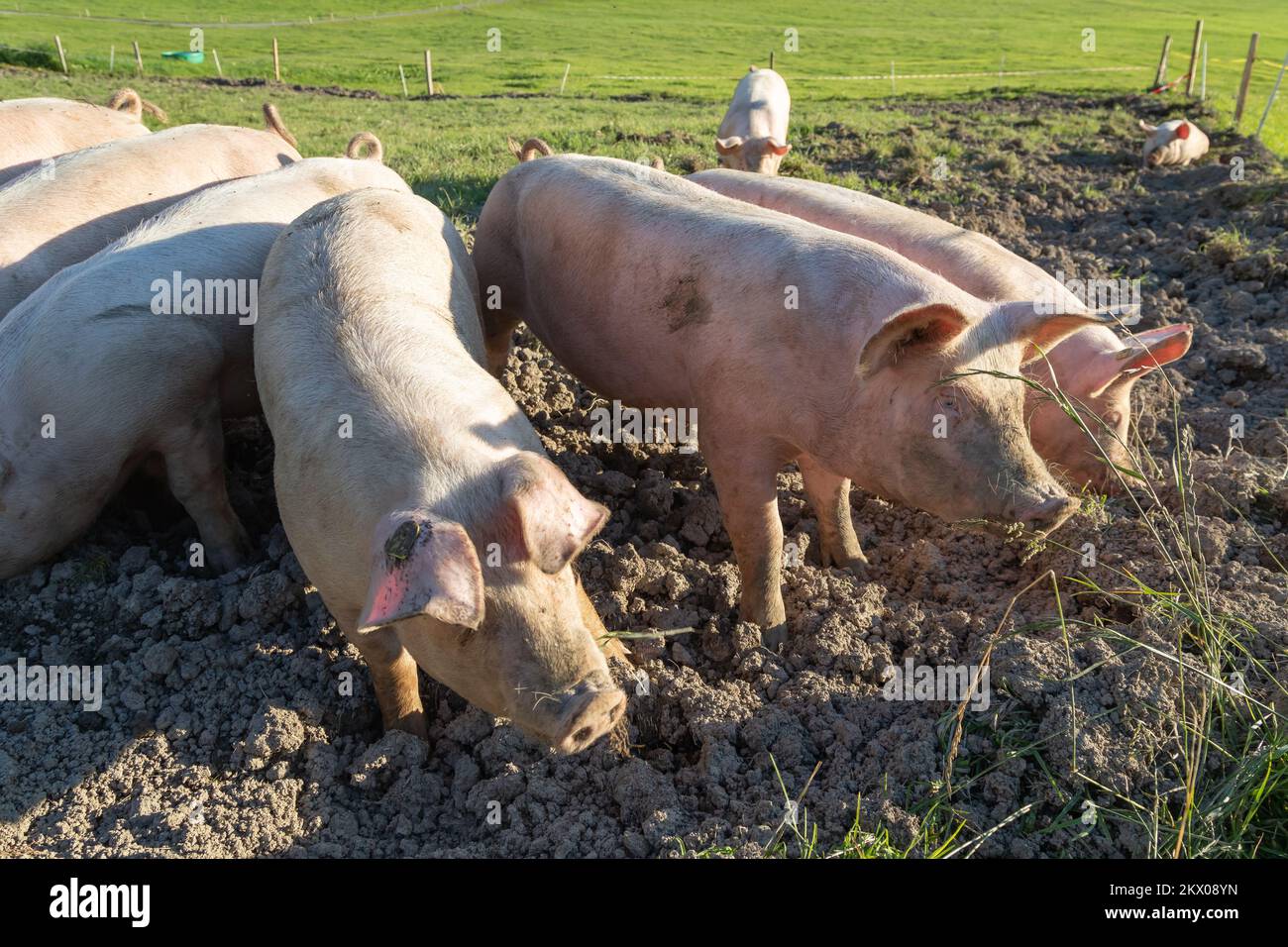 pink domestic pigs in the mud run Stock Photo - Alamy