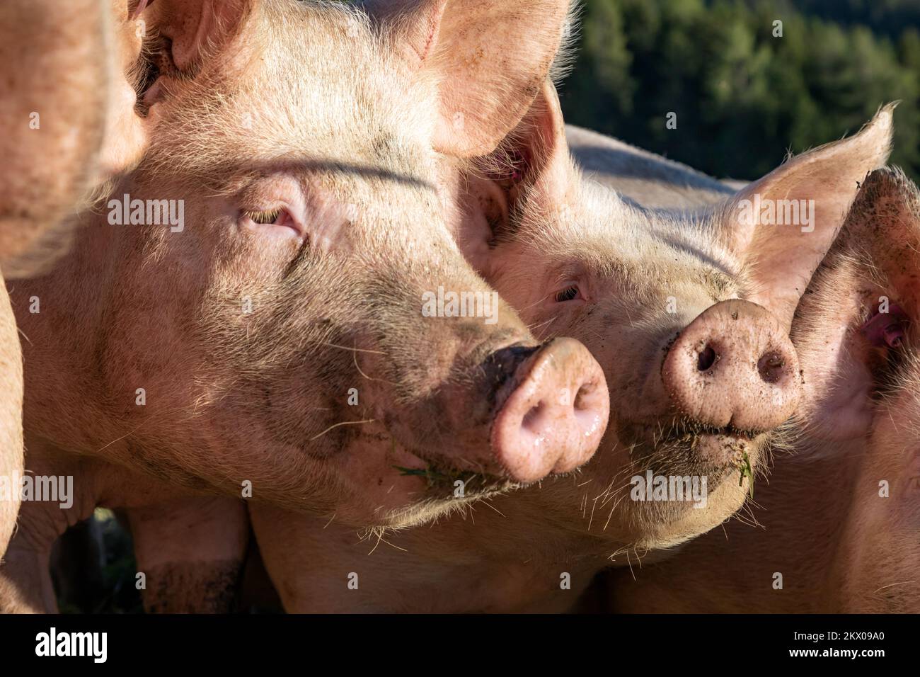 the snouts of pink domestic pigs Stock Photo - Alamy