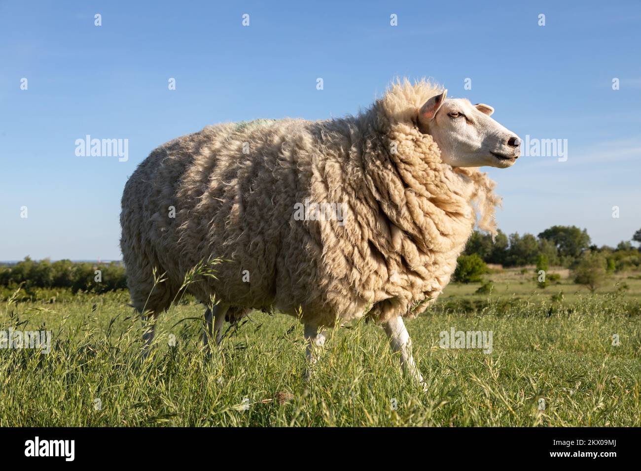 wool sheep walks on the dike Stock Photo - Alamy