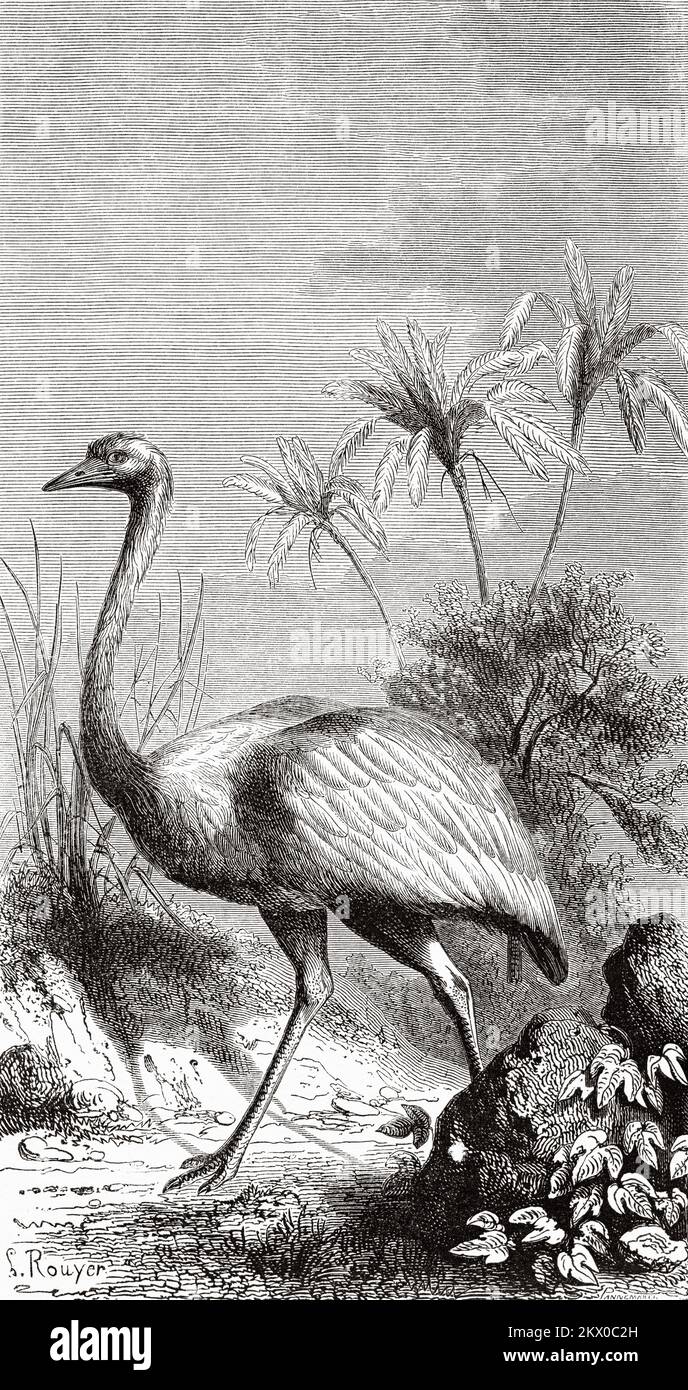 Ancient ostrich drawing hi-res stock photography and images - Alamy