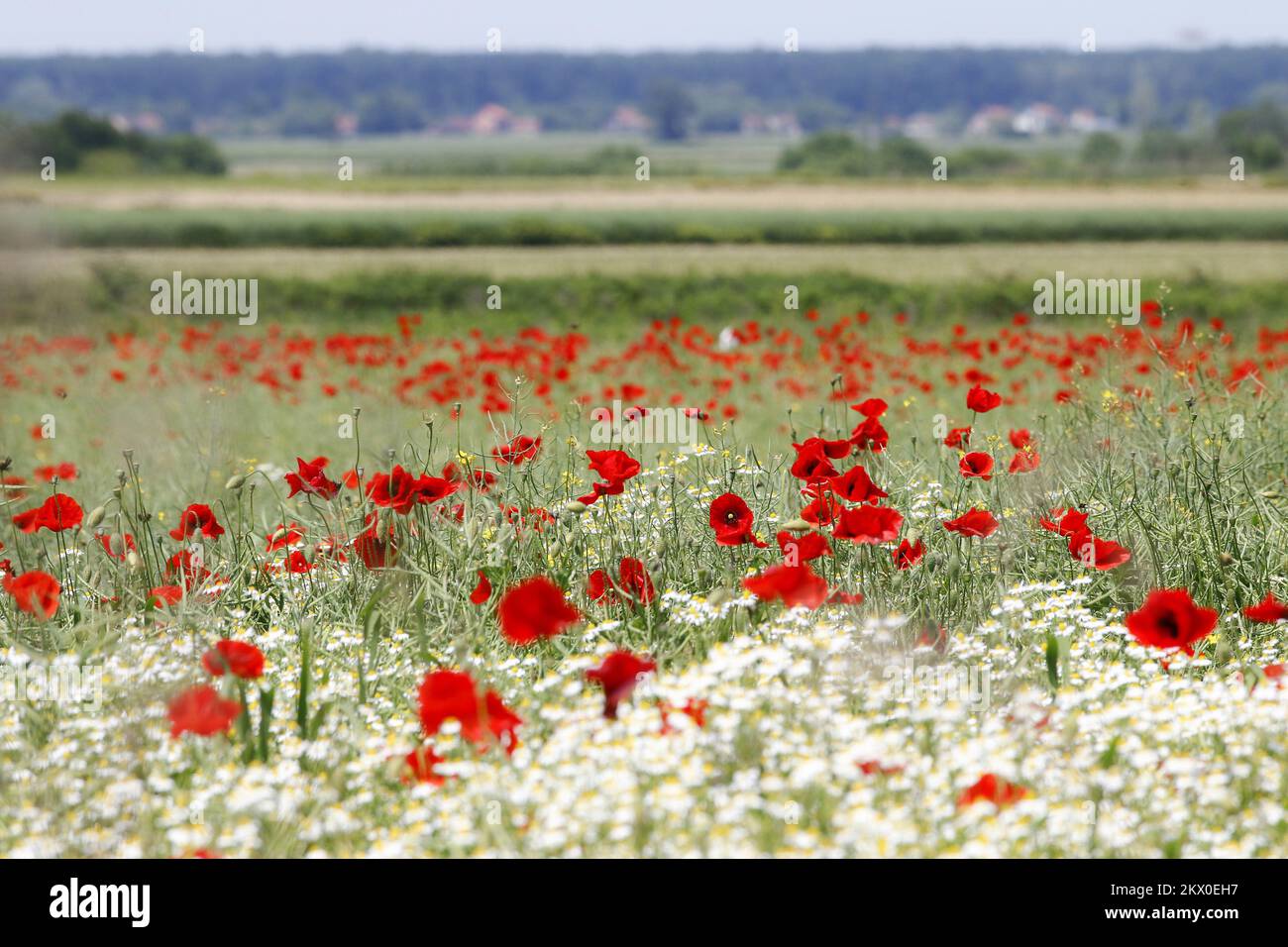 22.05.2017., Novigrad Podravski, Croatia - Fields of rapeseed covered ...