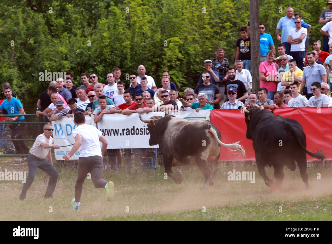 28.05.2017., Radosic, Croatia - 24th Village Olympics and Bullfighting ...