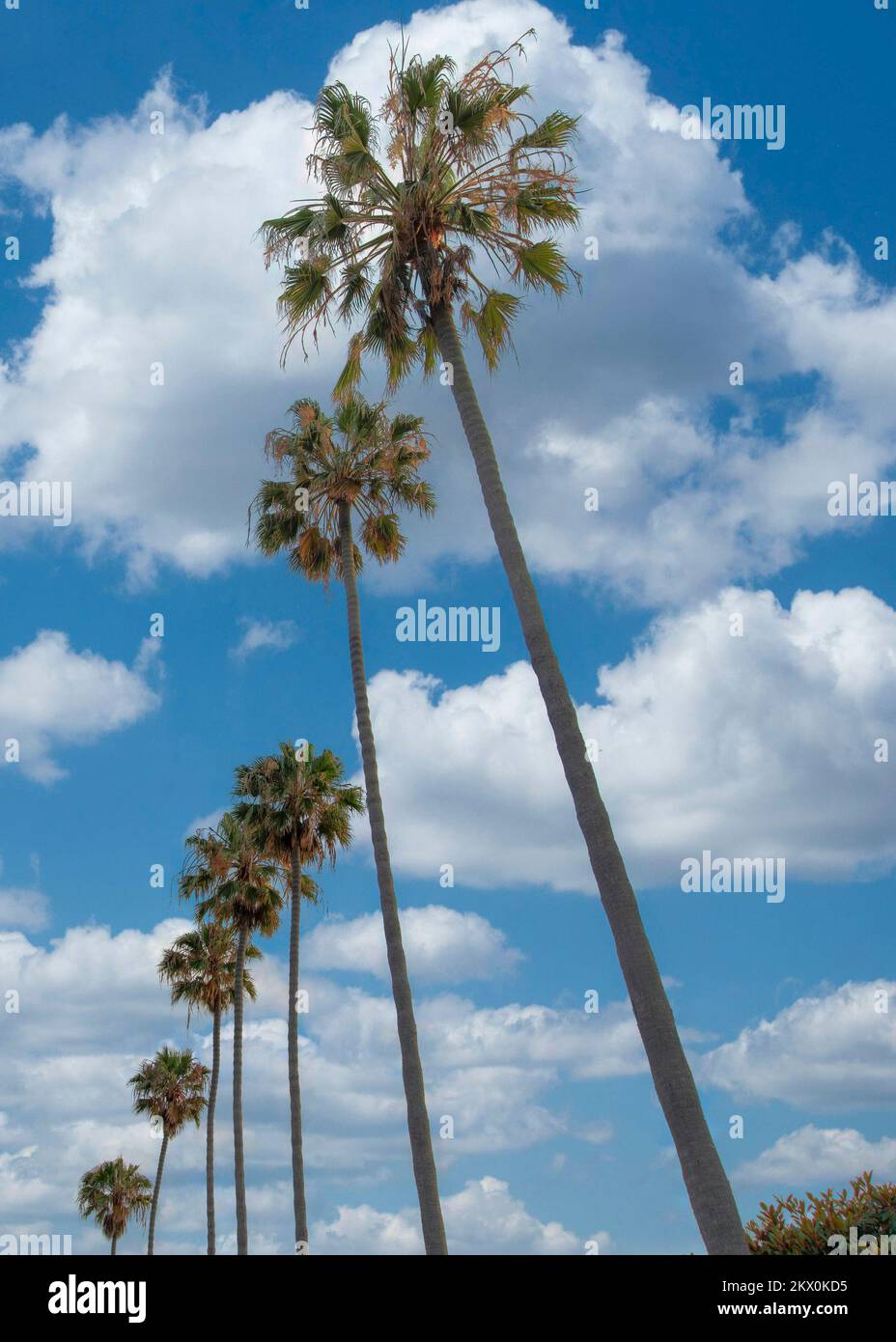 Vertical White puffy clouds Low angle view of palm trees at La Jolla in ...