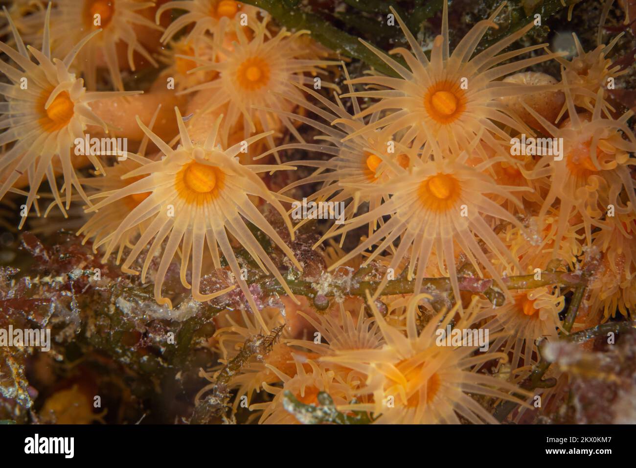 Orange sun coral polyps in the Mediterranean Sea Stock Photo - Alamy