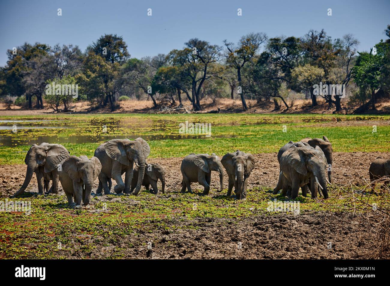 African Bush Elephant, Loxodonta africana, South Luangwa National Park ...