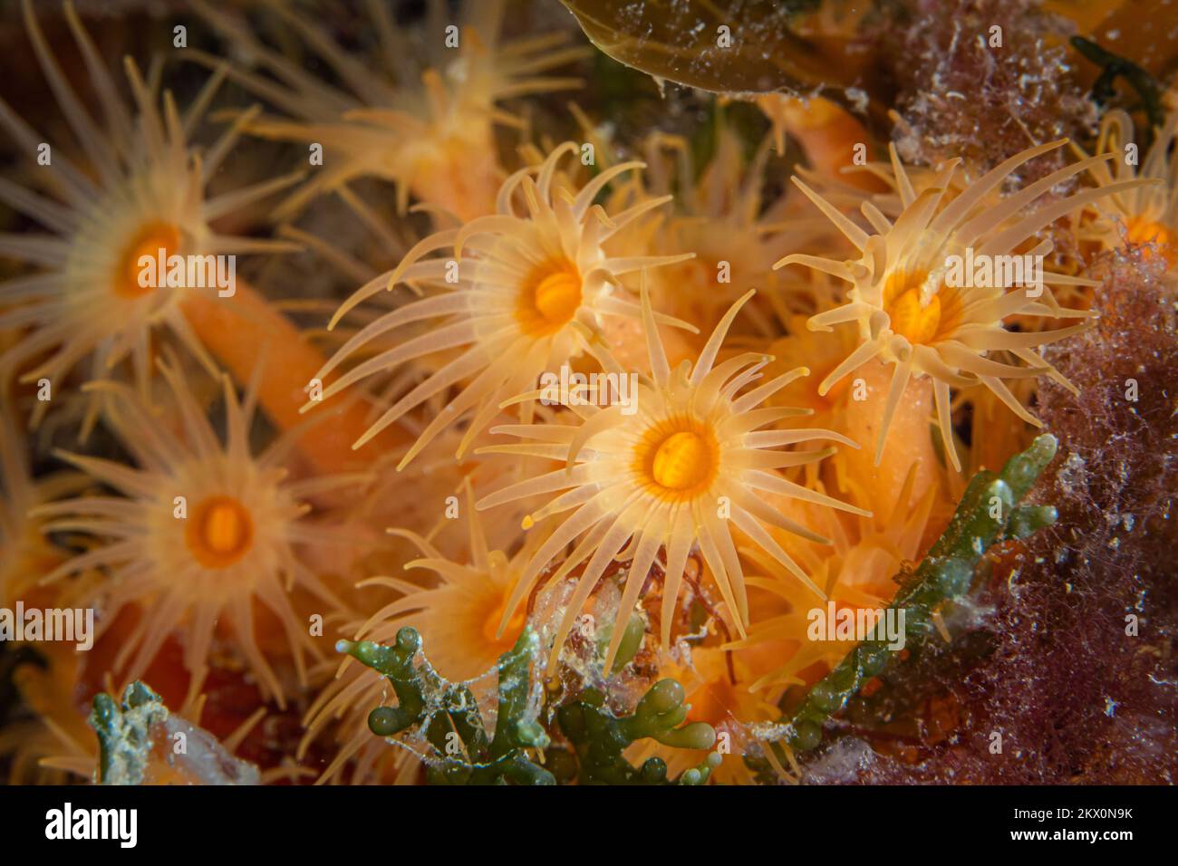 Orange sun coral polyps in the Mediterranean Sea Stock Photo - Alamy