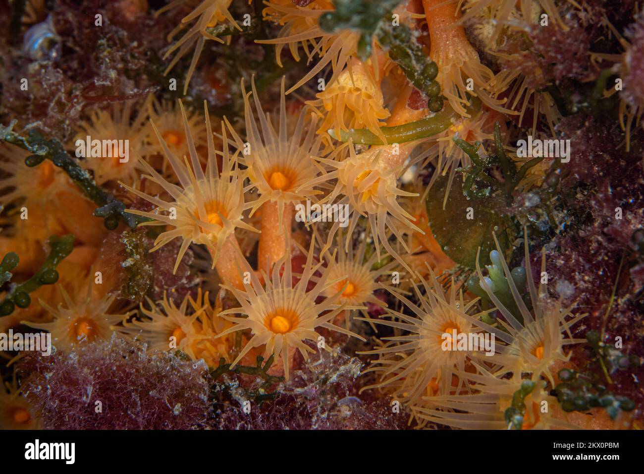 Orange sun coral polyps in the Mediterranean Sea Stock Photo - Alamy