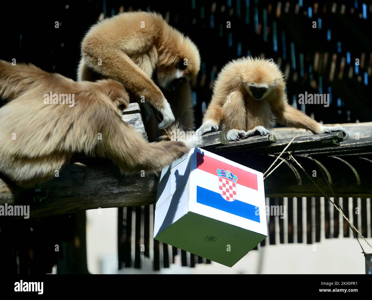 Monkey iceland hi-res stock photography and images - Alamy