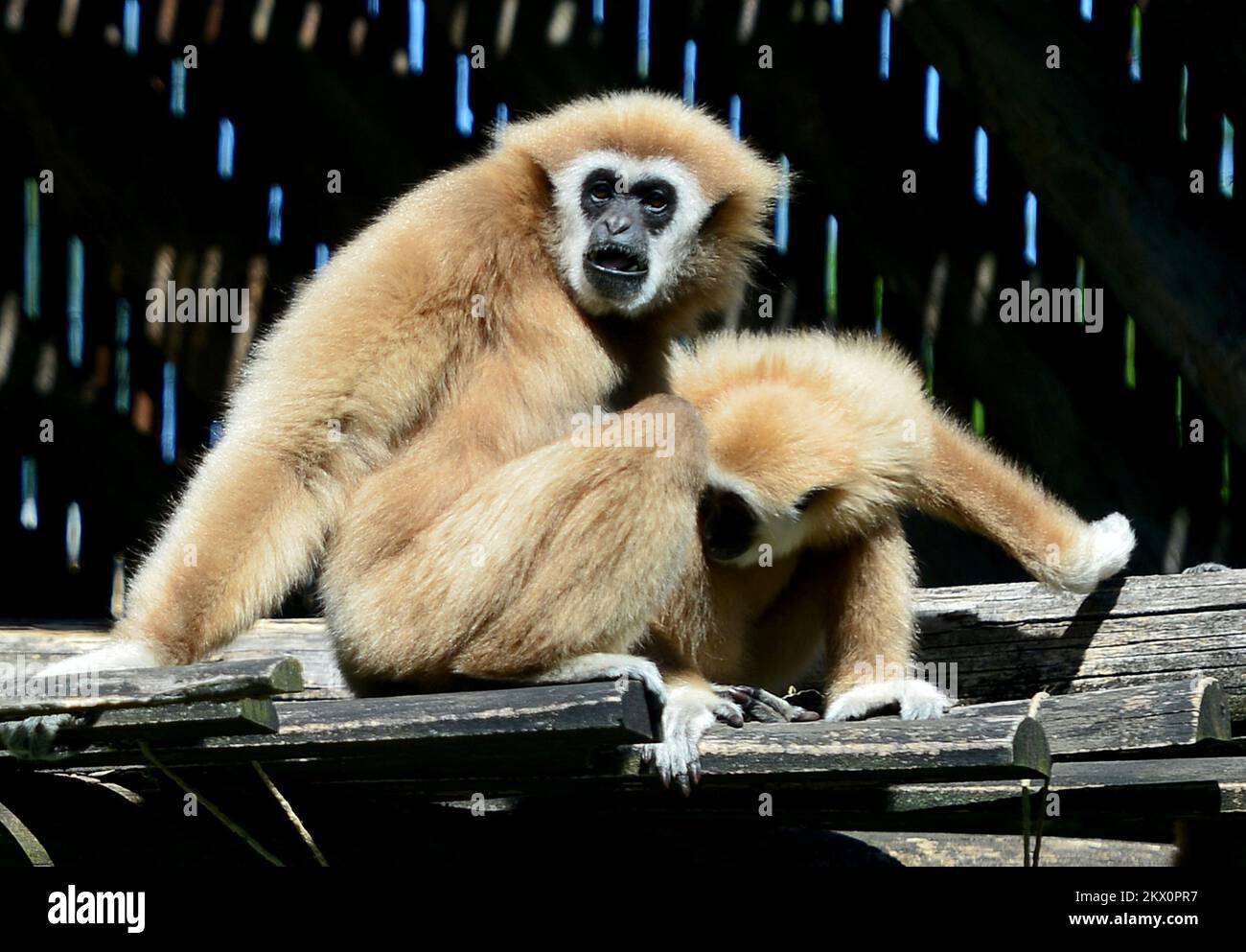 Monkey iceland hi-res stock photography and images - Alamy