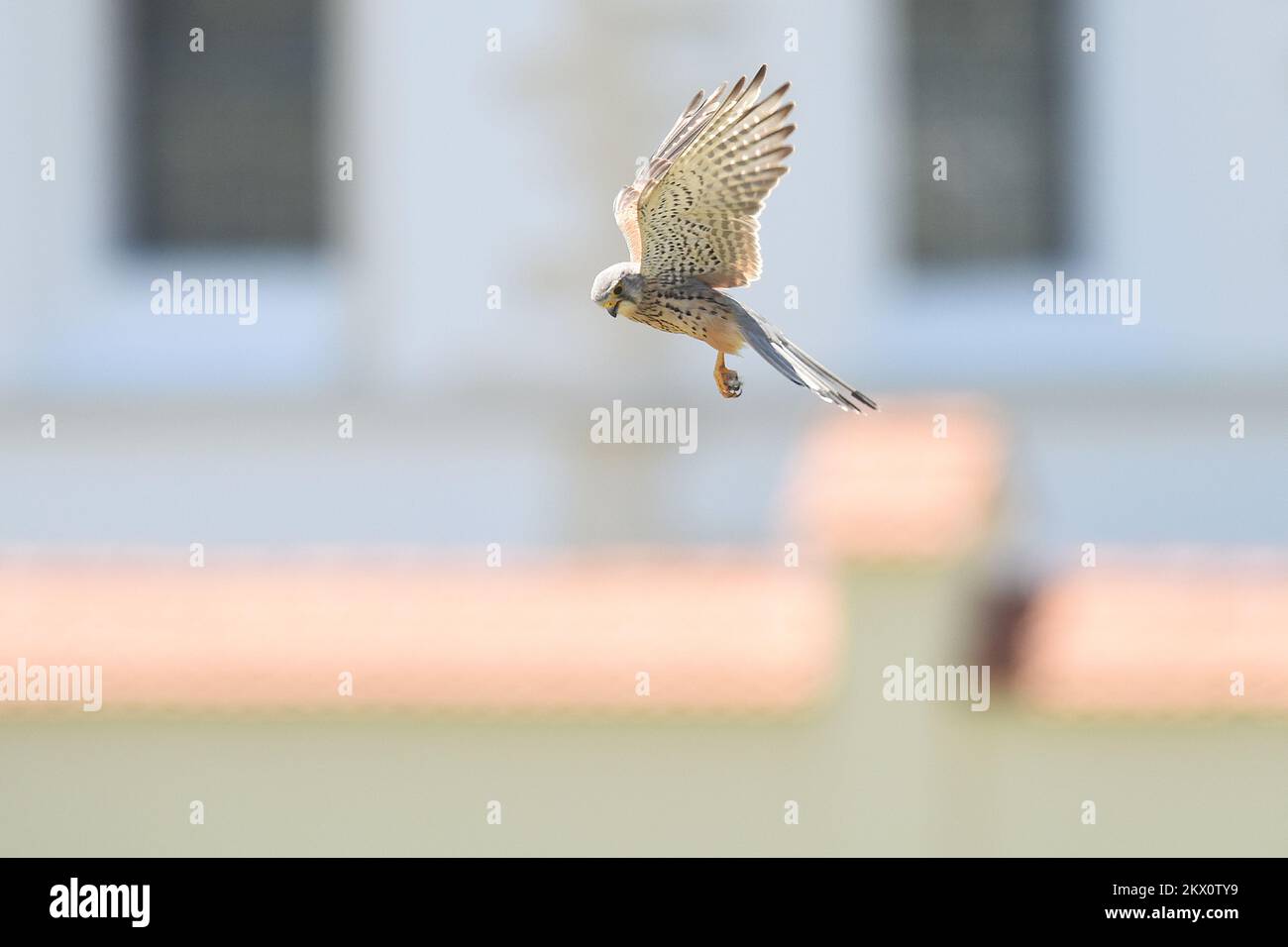 Grabljivica hi-res stock photography and images - Alamy