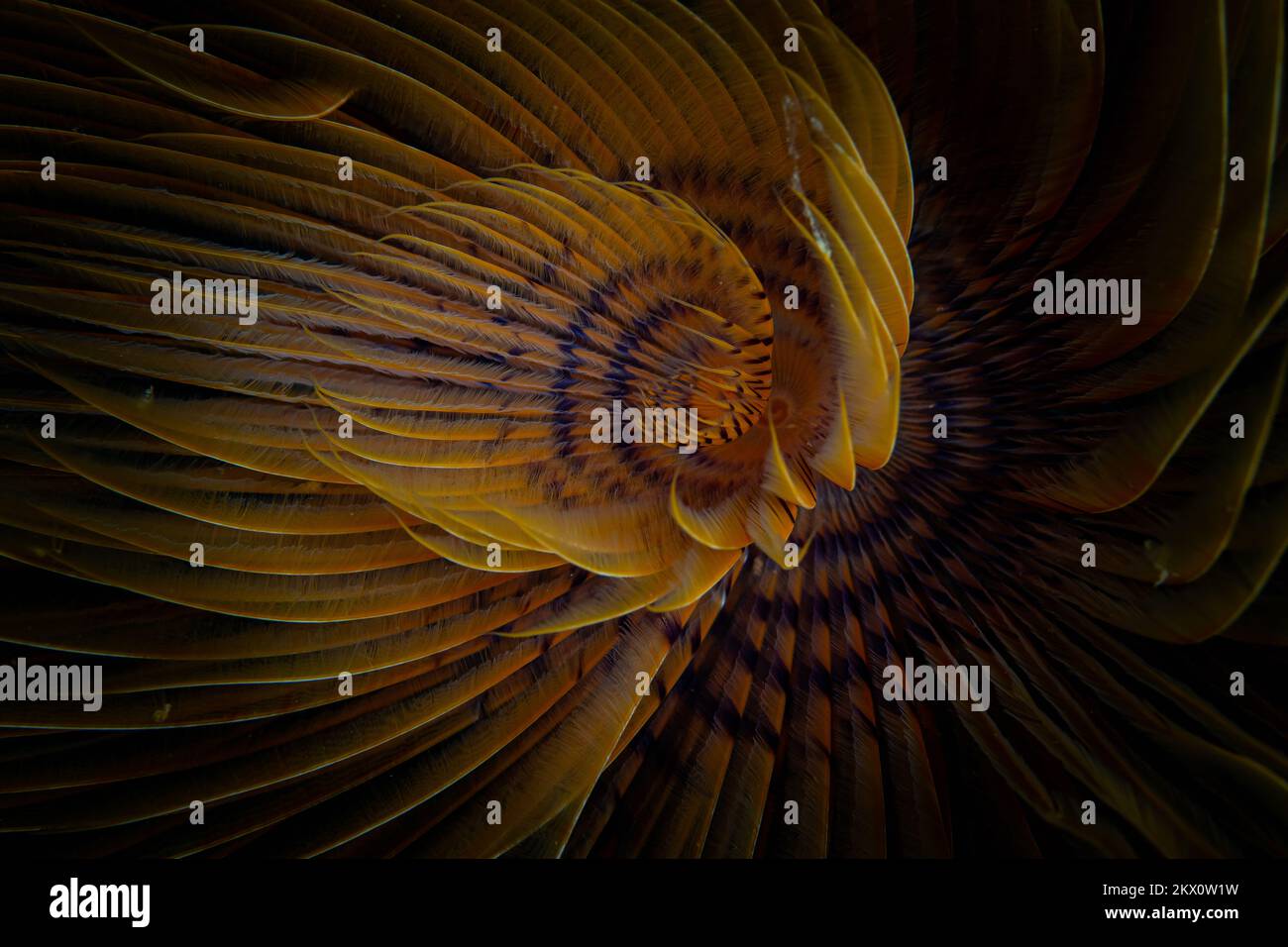 Close view of tube worm underwater in the Mediterranean Sea Stock Photo ...