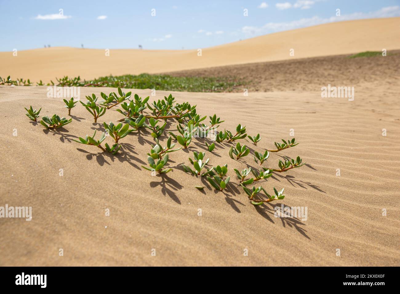 Saudi arabian desert plants hi-res stock photography and images - Alamy