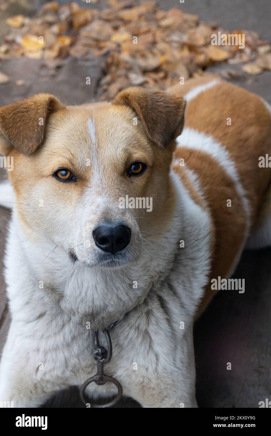 Village dog close-up. the kind and intelligent look of a village dog, a ...