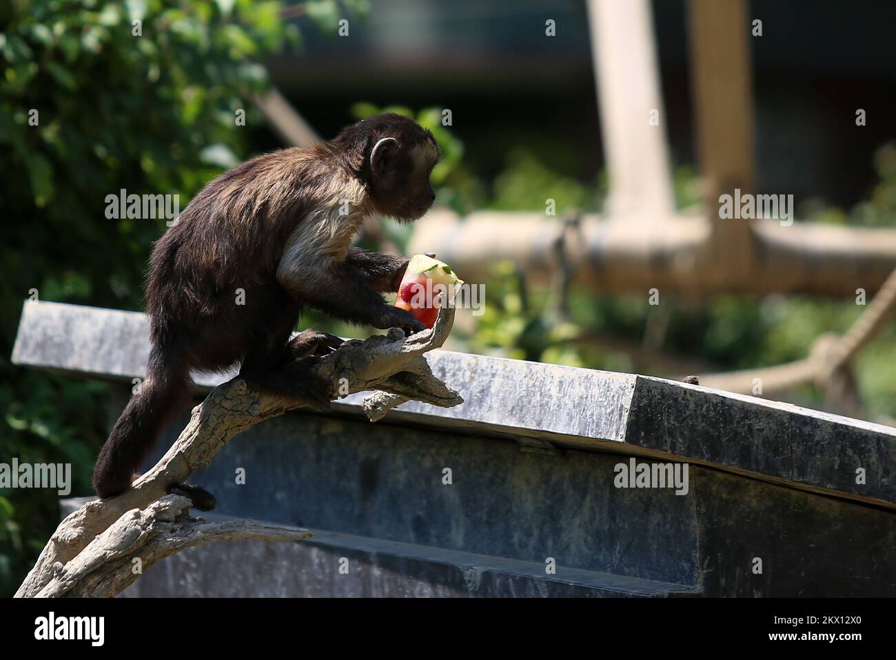 23.06.2017., Zagreb, Croatia - A Capuchin monkey eating fruit ice-cream ...