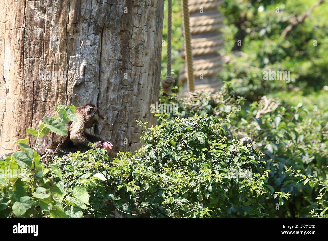 23.06.2017., Zagreb, Croatia - A Capuchin monkey eating fruit ice-cream ...