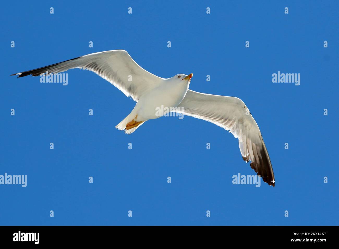 26.06.2017., Croatia, Supetar - Seagulls in flight following ferry ...