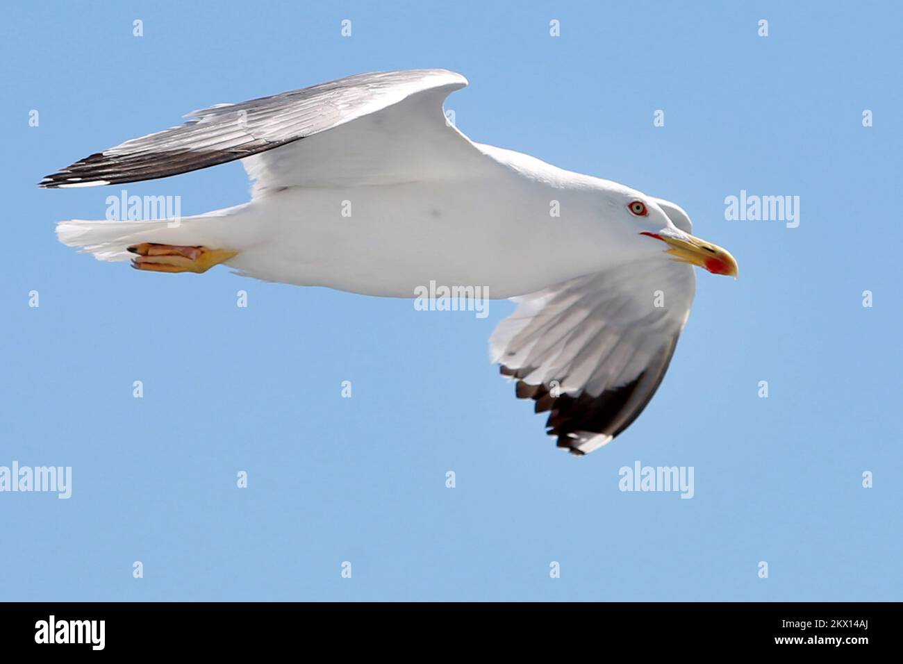 26.06.2017., Croatia, Supetar - Seagulls in flight following ferry ...