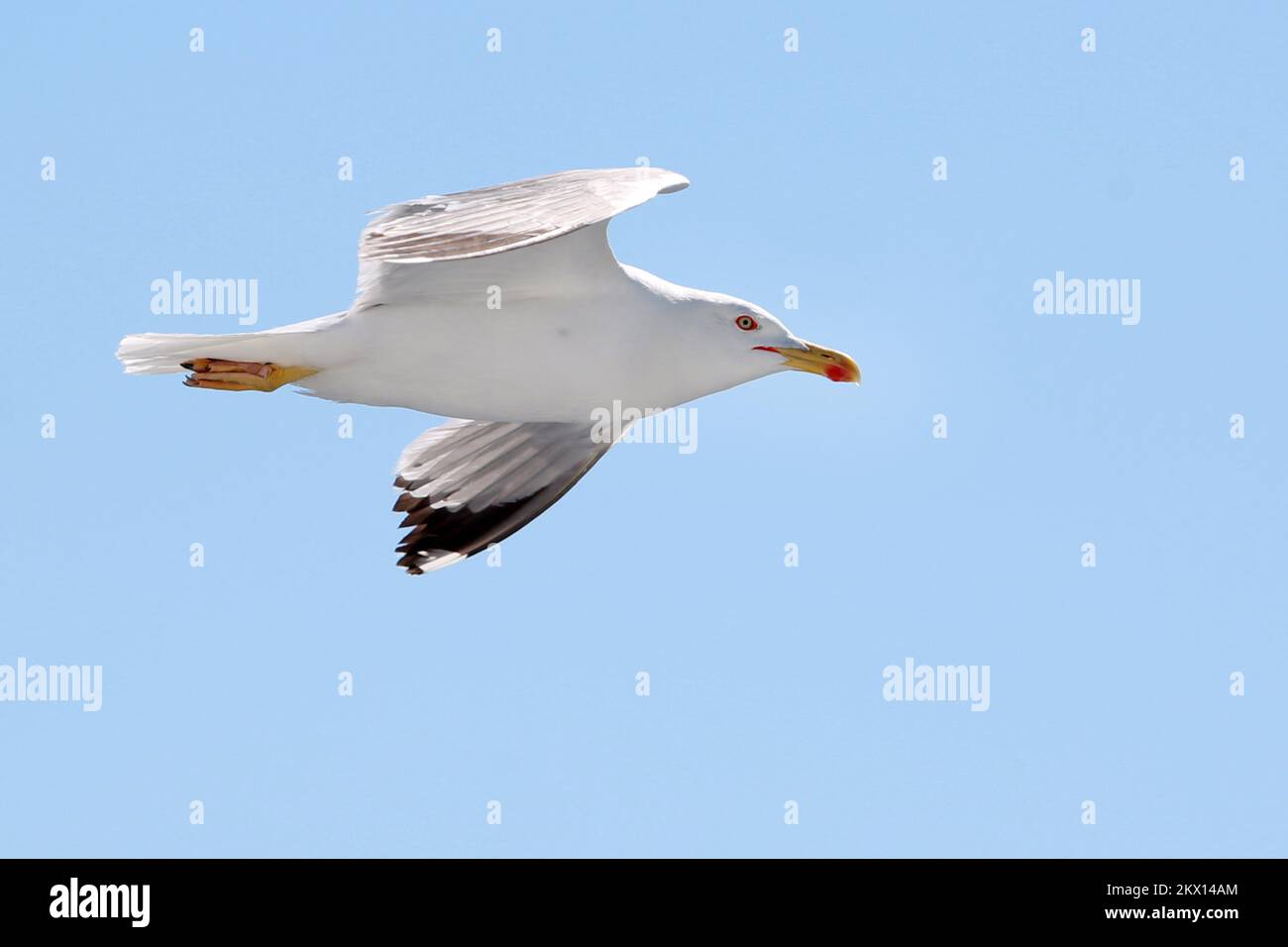 26.06.2017., Croatia, Supetar - Seagulls in flight following ferry ...