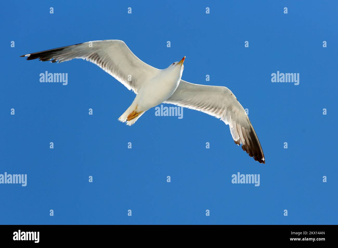 26.06.2017., Croatia, Supetar - Seagulls in flight following ferry ...