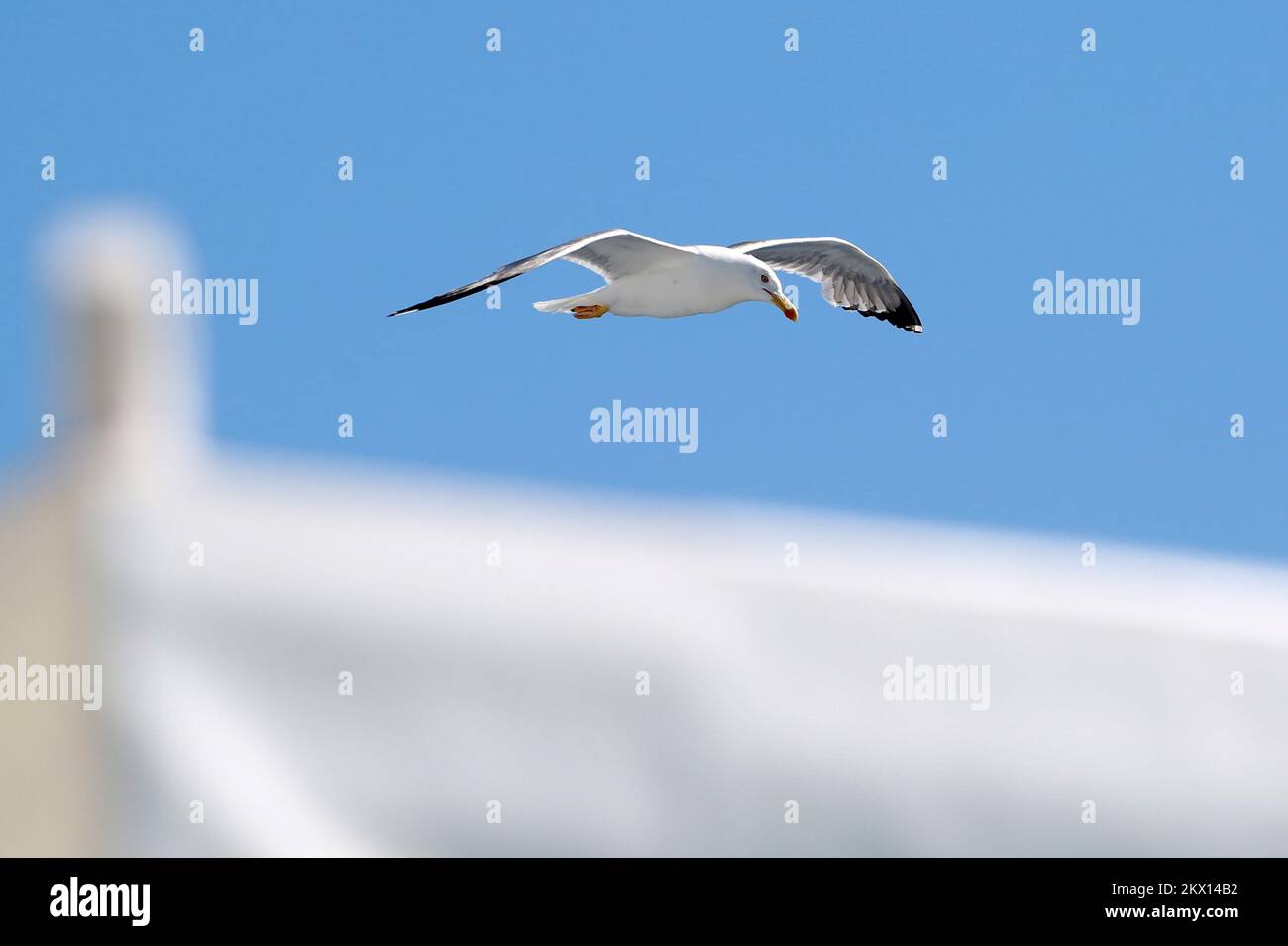 26.06.2017., Croatia, Supetar - Seagulls in flight following ferry ...