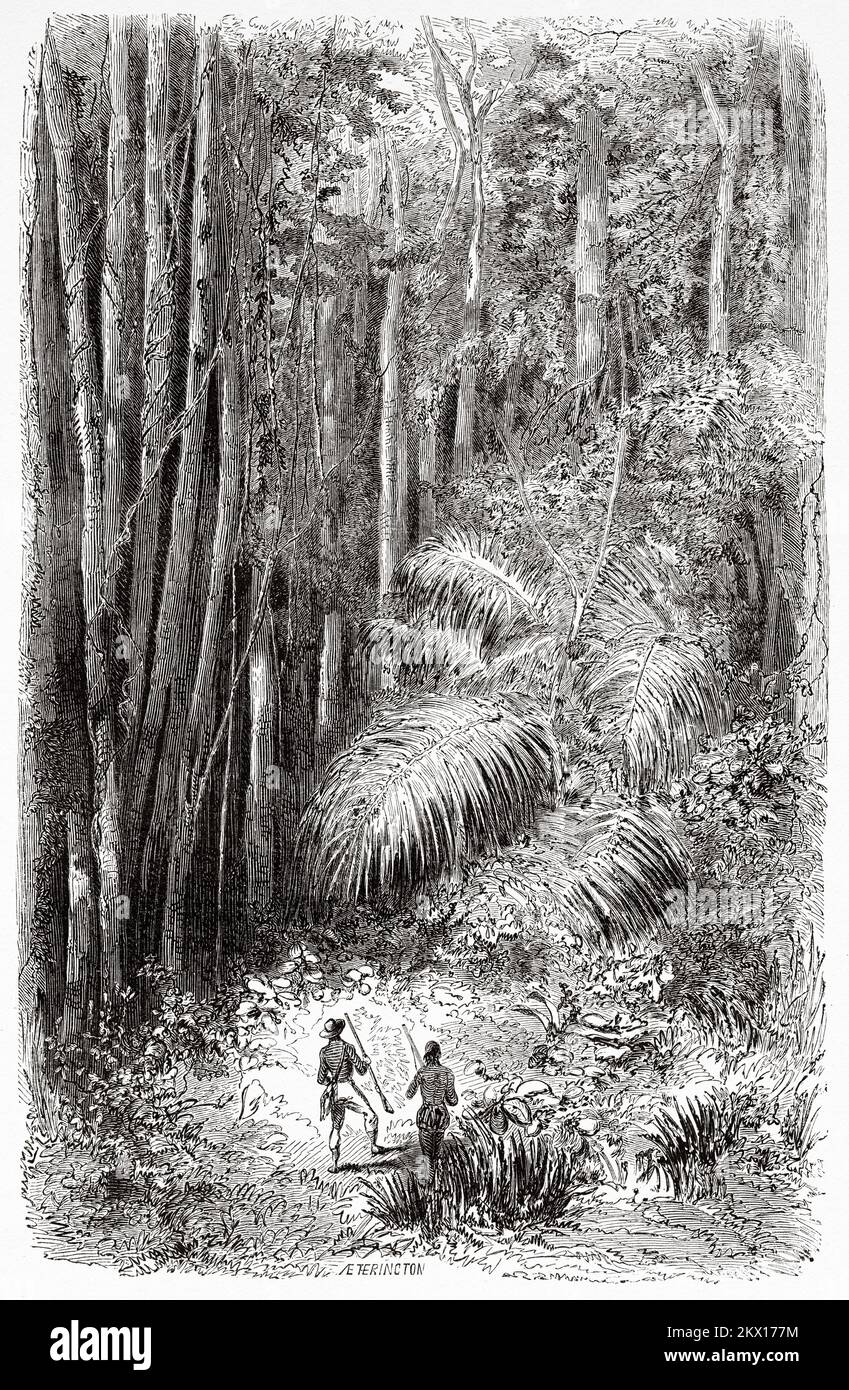 First trip of Biard into a virgin forest, Brazil, South America ...