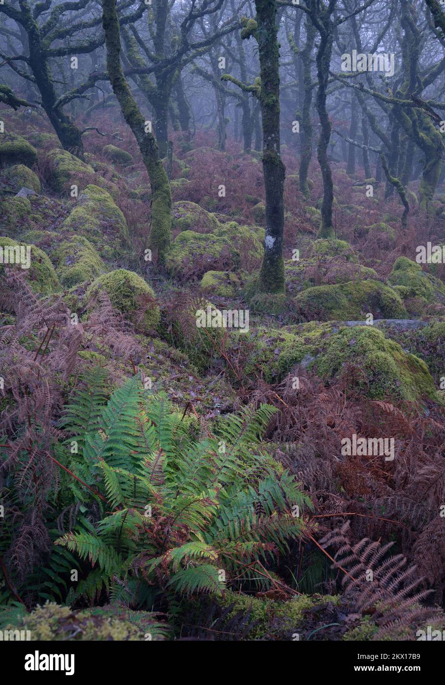 Wistman's Wood; Dartmoor National Park, Devon, UK. 30th Nov, 2022. UK ...