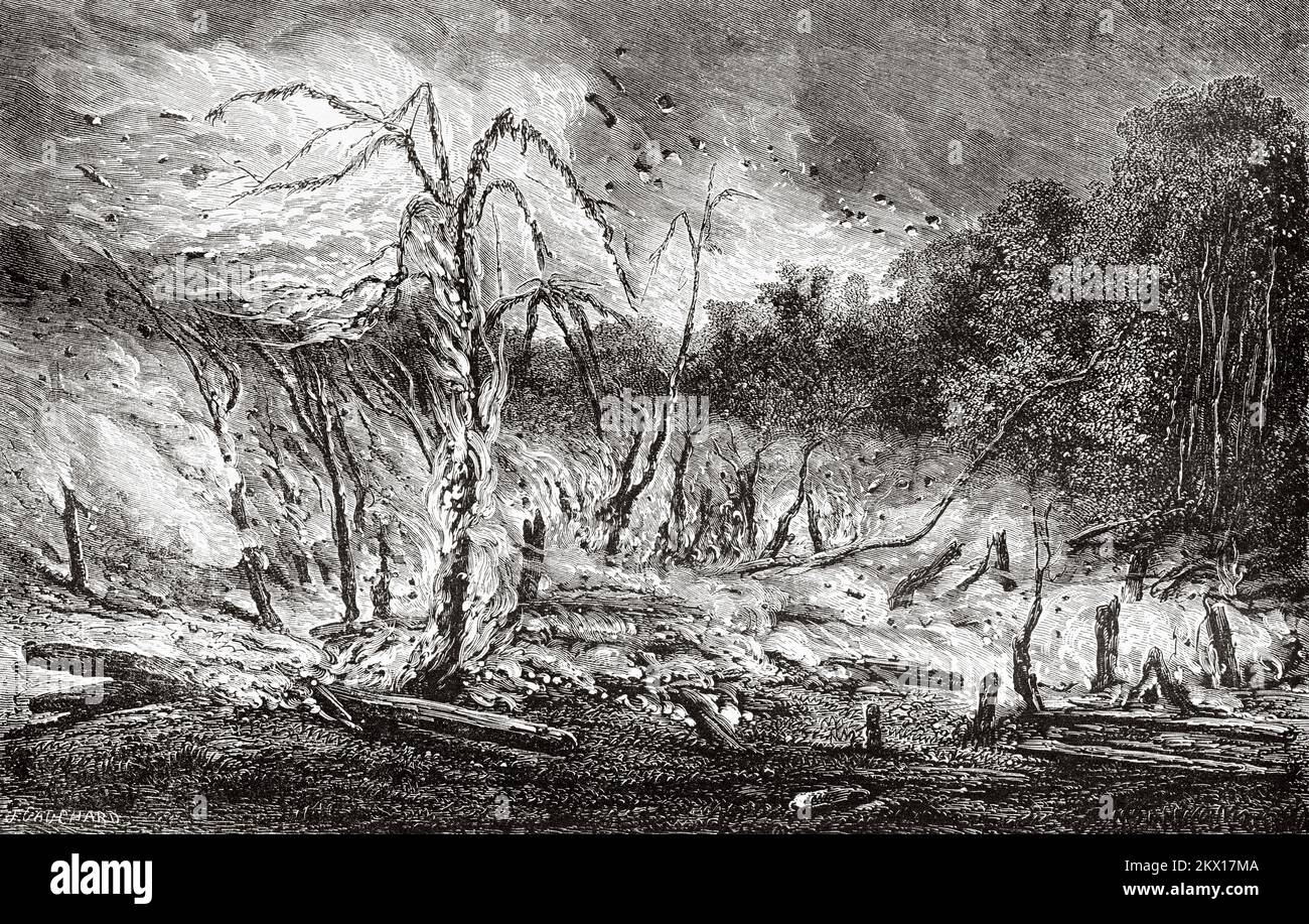 Fire in virgin forest, Brazil, South America. Journey of the French ...