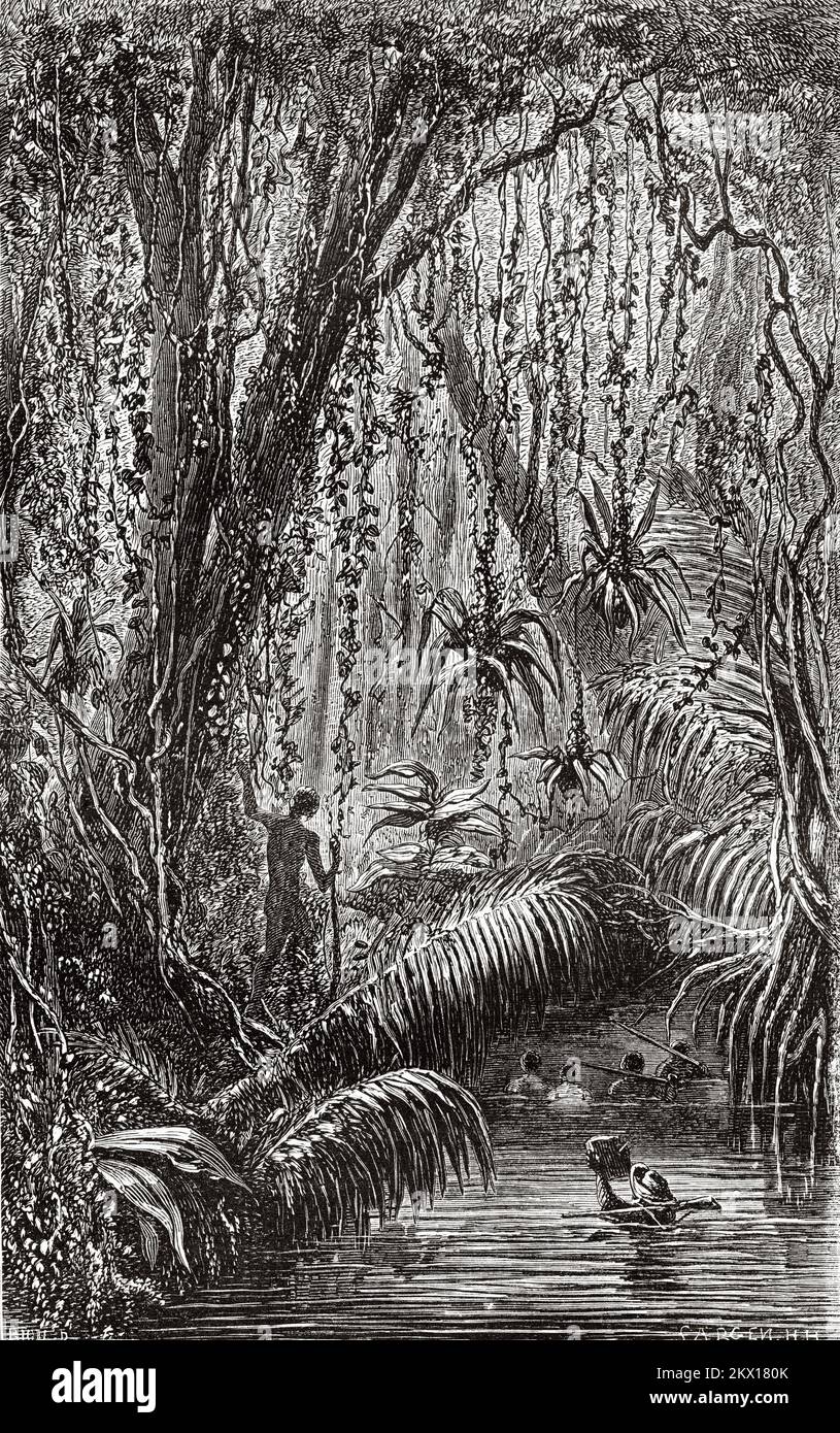 Biard and his group through virgin forest along a river, Brazil, South ...