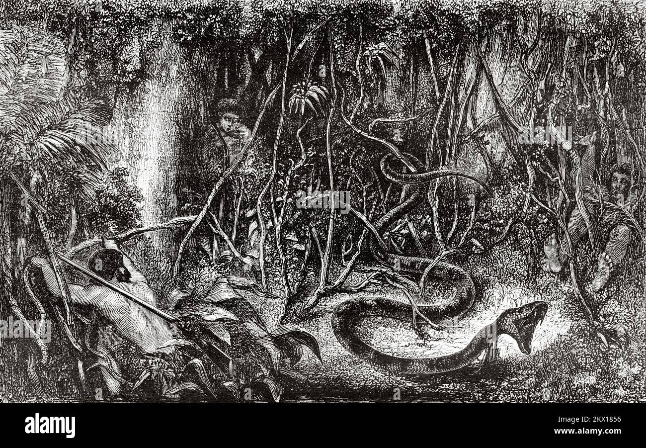 Biard attacked by a sucuri snake or anaconda in the virgin forest ...