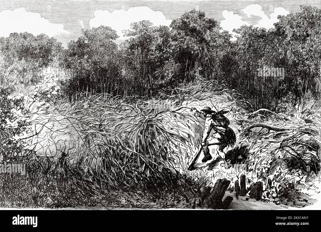 The Rio Negro forest, Brazil, South America. Journey of the French ...