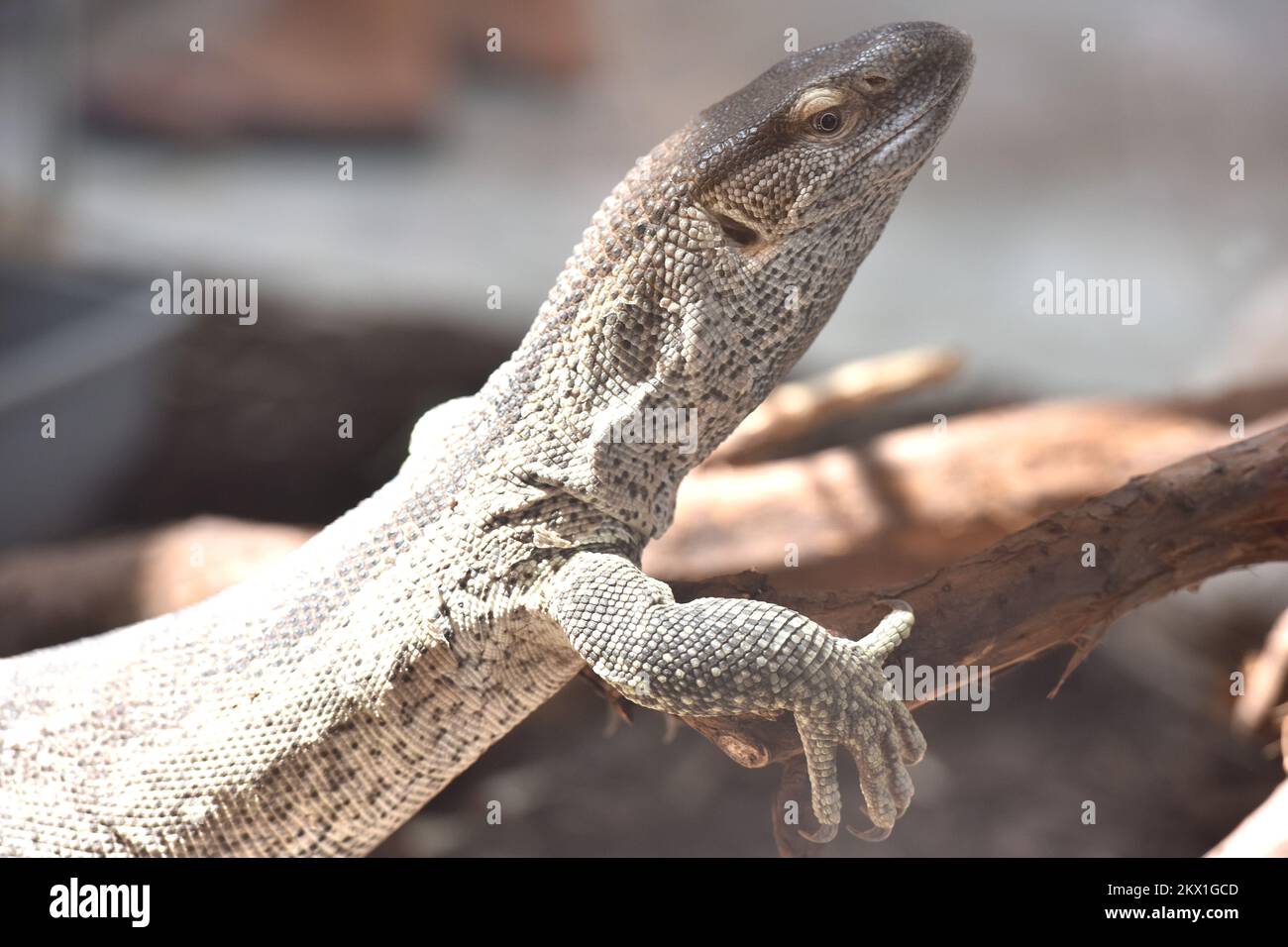 15.07.2017., Zadar - World’s Most Venomous Snakes exhibited for public ...