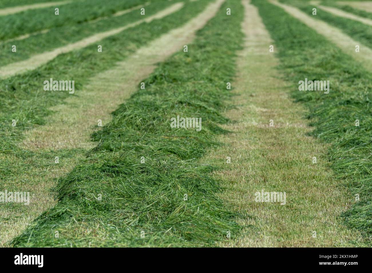 Newly mowed grass in sward on a silage meadow, Dumfries, UK Stock Photo ...