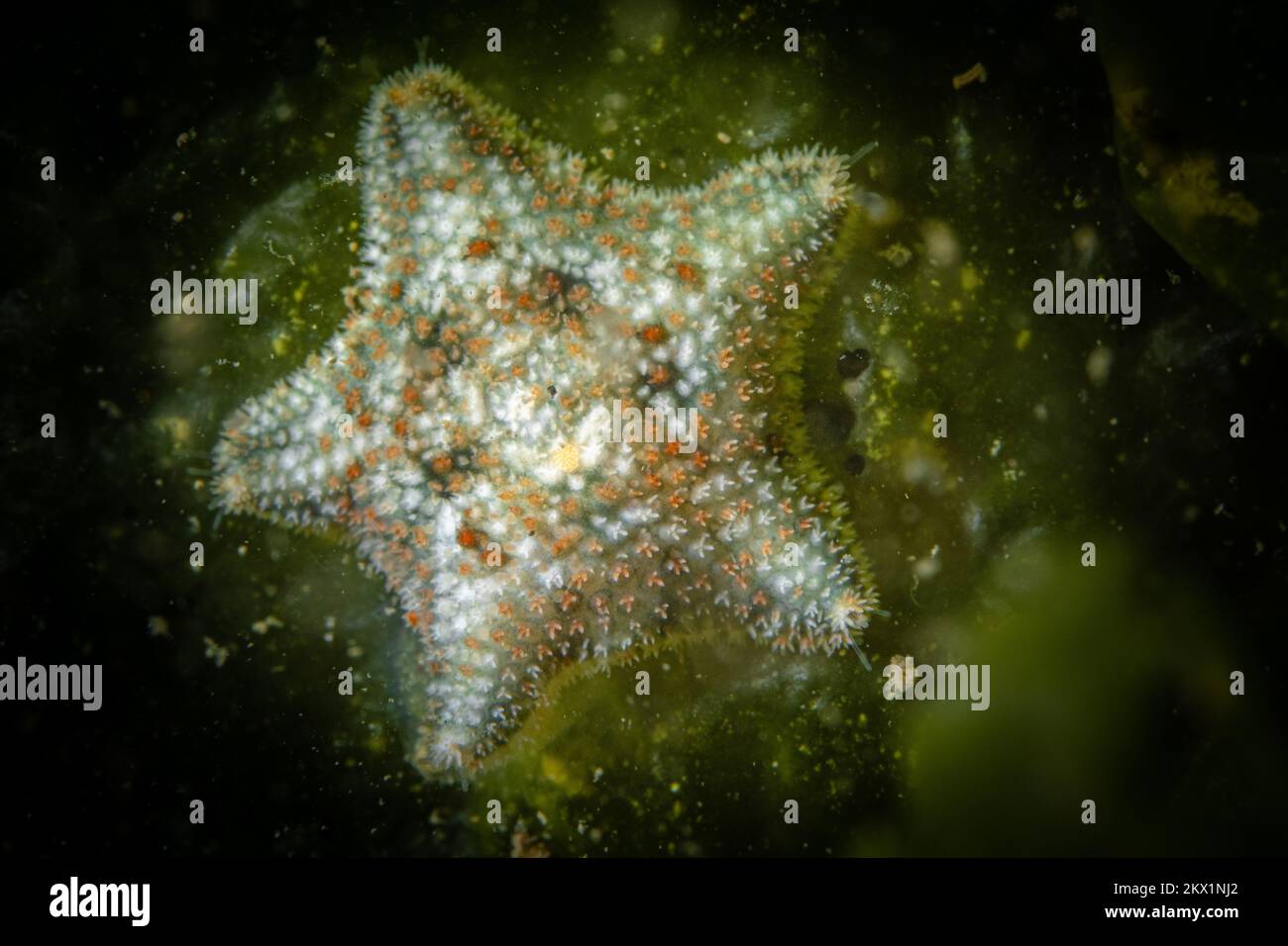 Finding underwater invertebrates on coral reef in the pacific Ocean ...