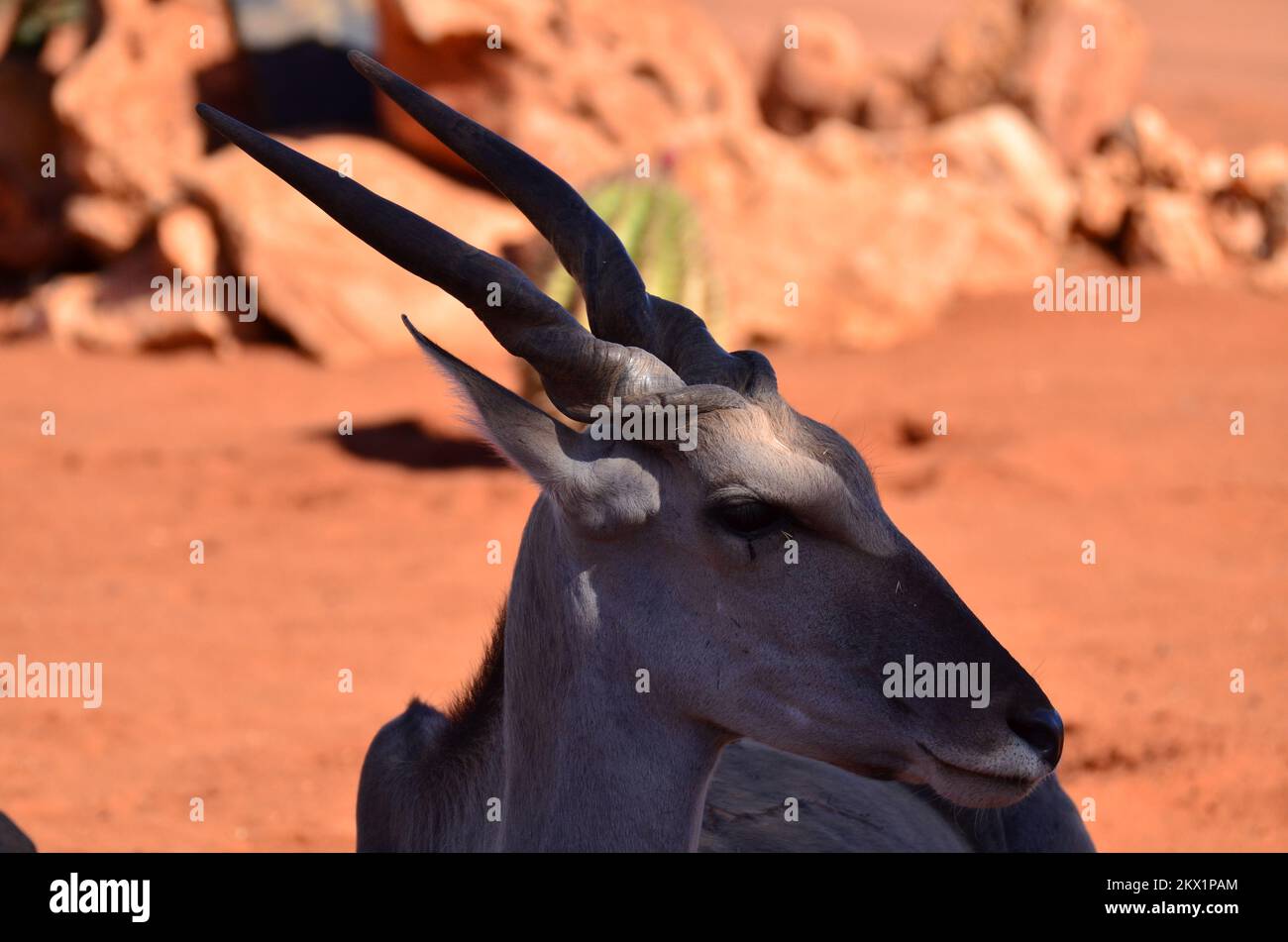 Eland Elenantelope Namibia Africa Red Sand Contrast Portrait Stock ...