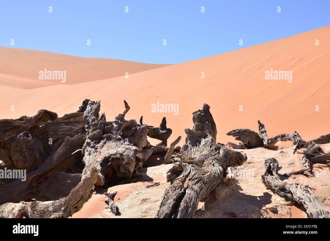 Wood deadvlei sossusvlei Dry pan tree desert Sand dune Namibia Africa ...