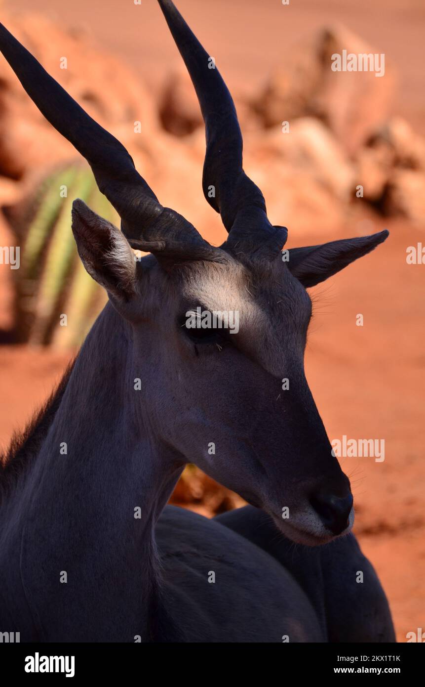 Eland Elenantelope Namibia Africa Red Sand Contrast Portrait Stock ...