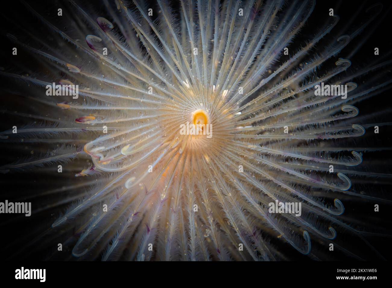 Close view of tube worm underwater in the Mediterranean Sea Stock Photo ...