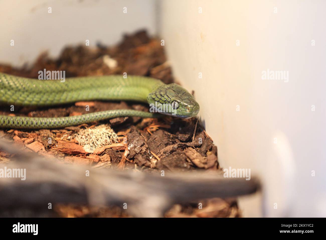 04.08.2017., Croatia, island of Hvar, Stari Grad - The serpent's ...