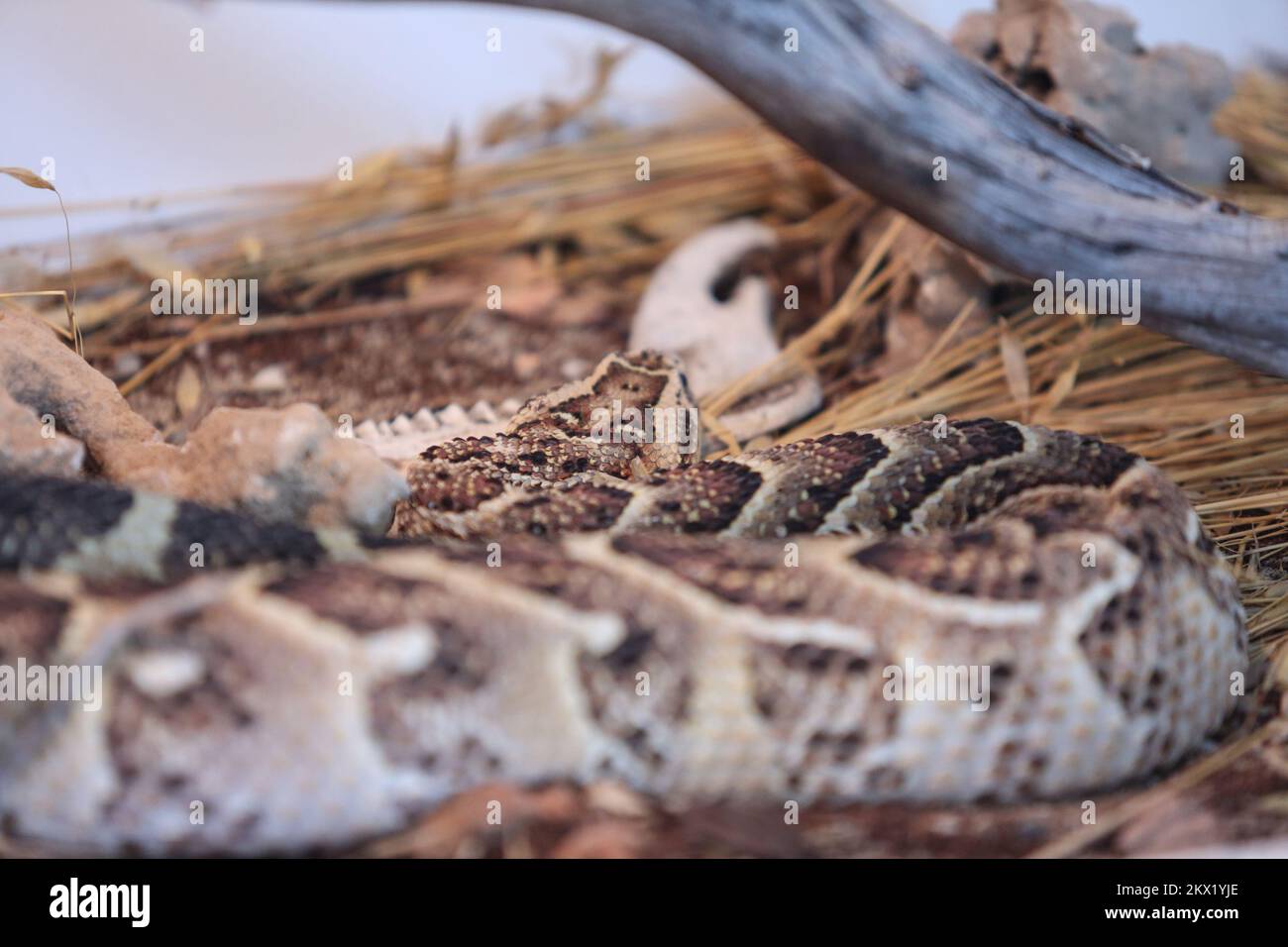 04.08.2017., Croatia, island of Hvar, Stari Grad - The serpent's ...