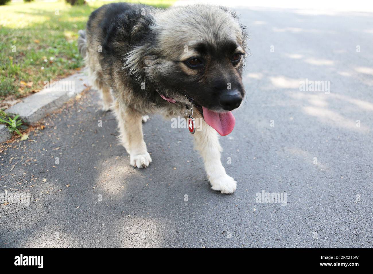 06.08.2017., Croatia, Osijek - Emergency medical workers took care of ...