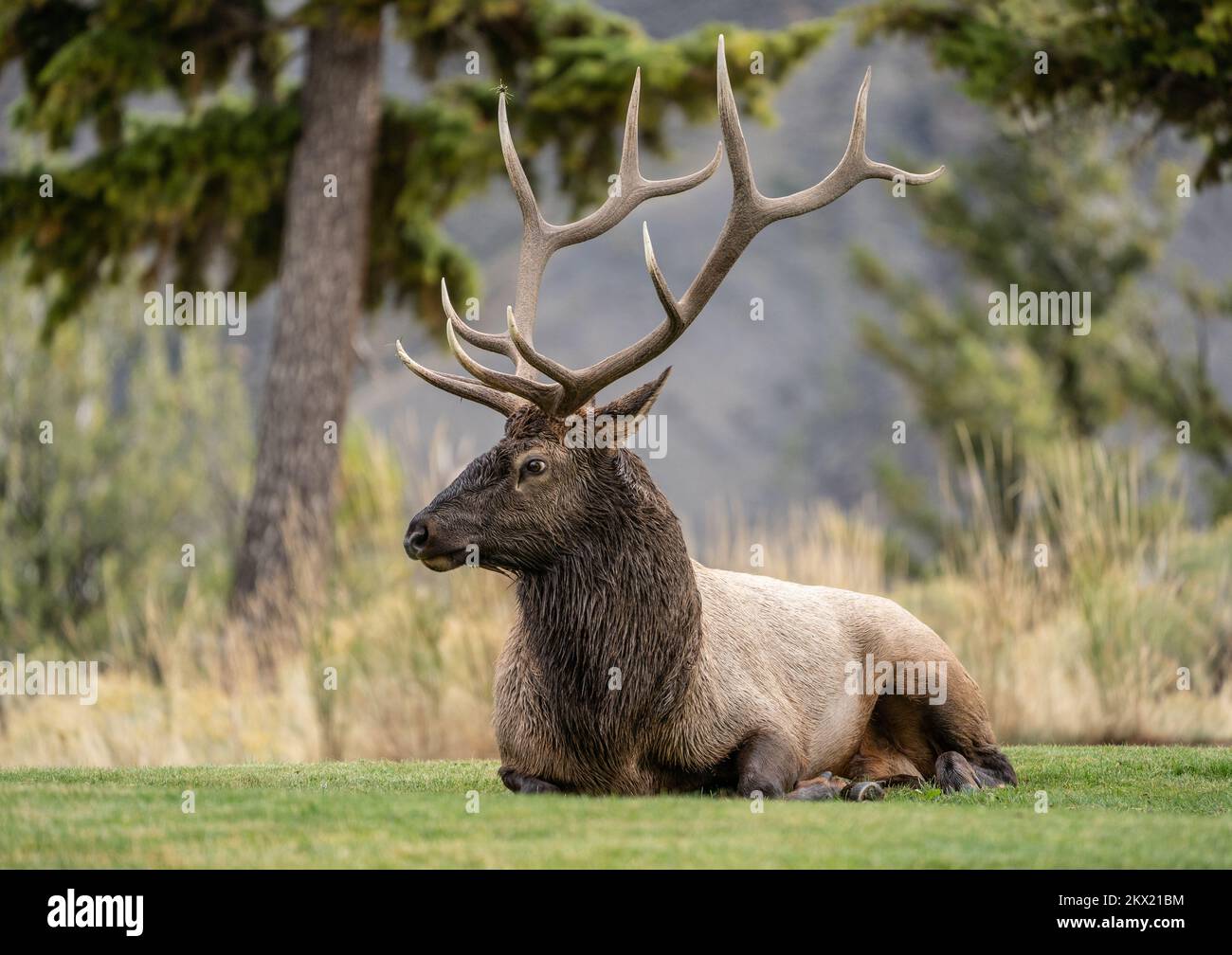Large bull elk laying down, side-view, on autumn day in Mammoth ...