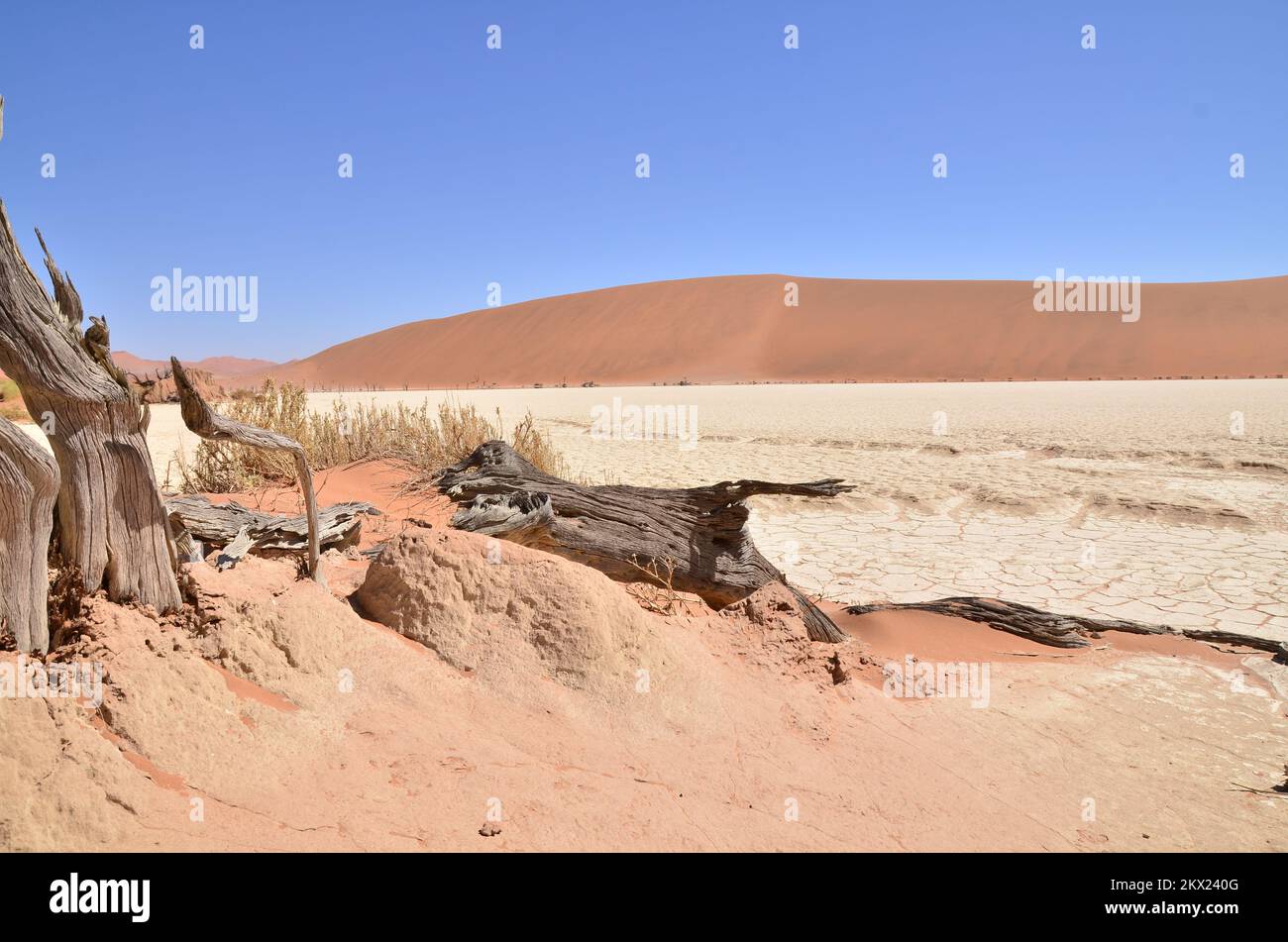 Wood deadvlei sossusvlei Dry pan tree desert Sand dune Namibia Africa ...