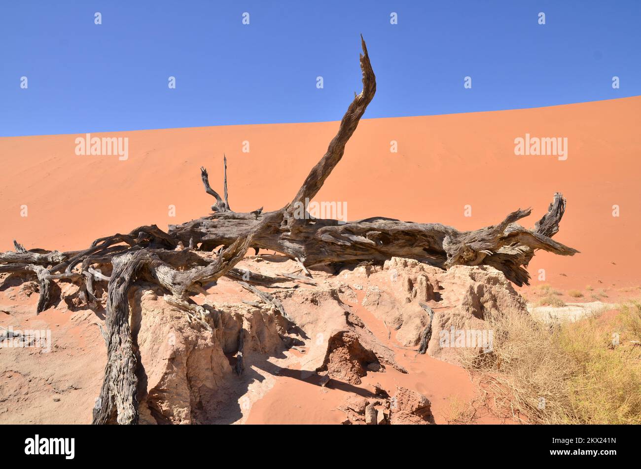 Wood deadvlei sossusvlei Dry pan tree desert Sand dune Namibia Africa ...