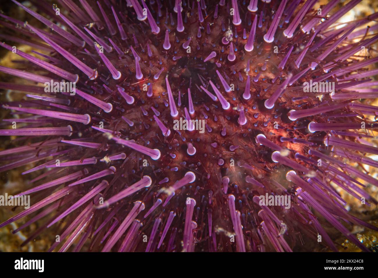 Finding underwater invertebrates on coral reef in the pacific Ocean ...
