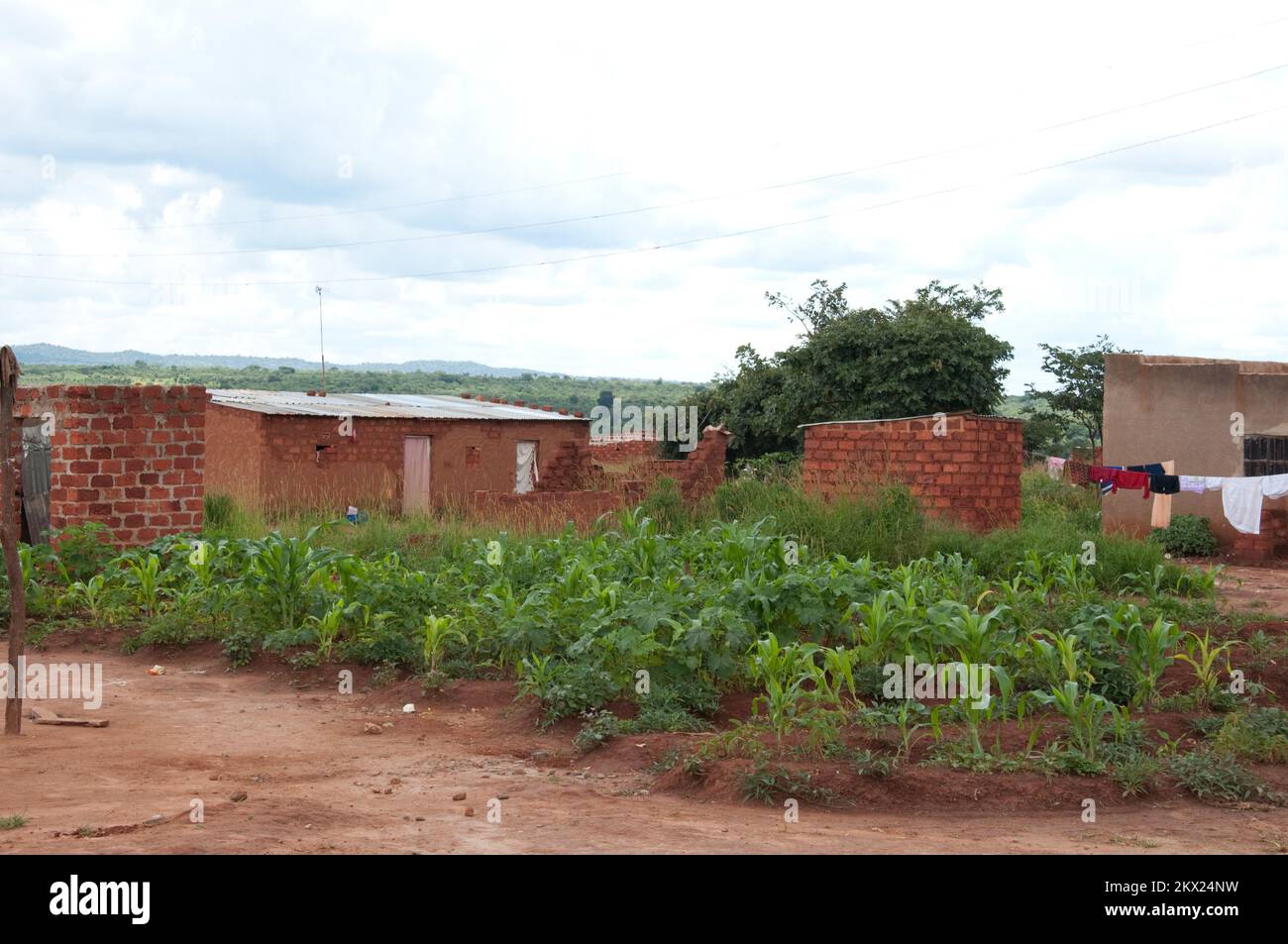 Small kitchen garden growing maize, Kasumbalesa, Katanga Province ...