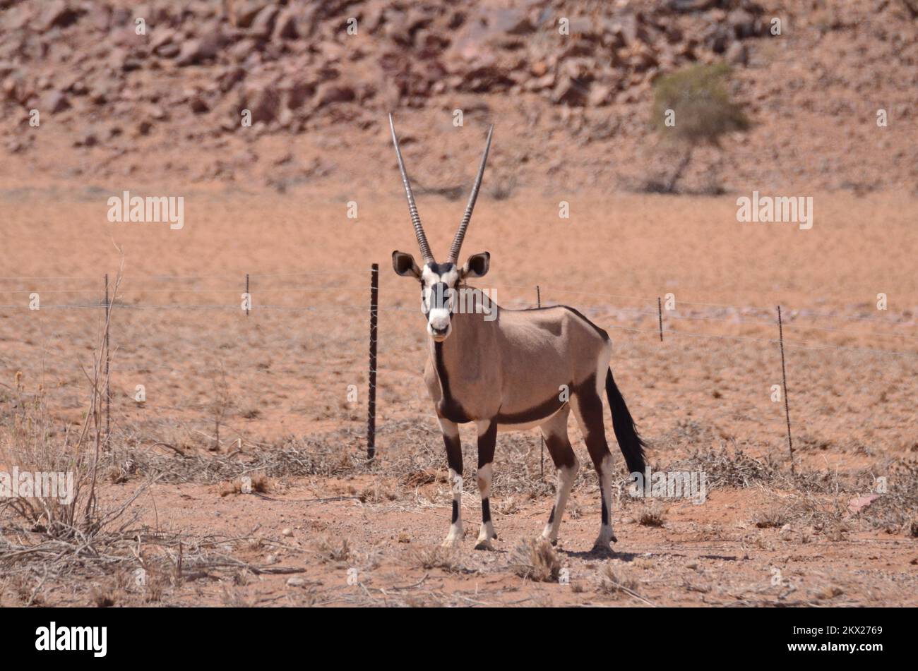 Orix antelope hi-res stock photography and images - Alamy
