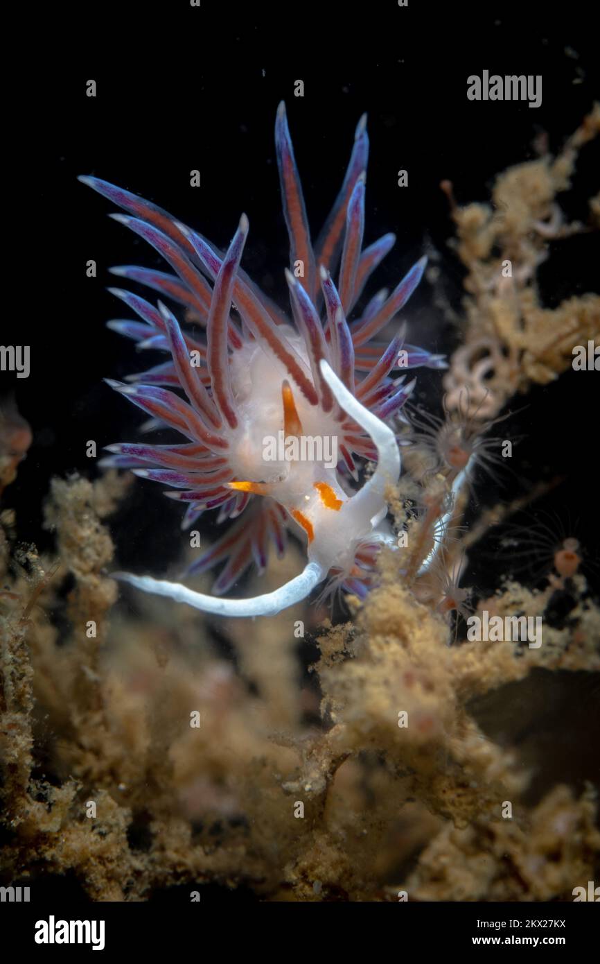 Colorful nudibranch in the waters of the Mediterranean Sea ...