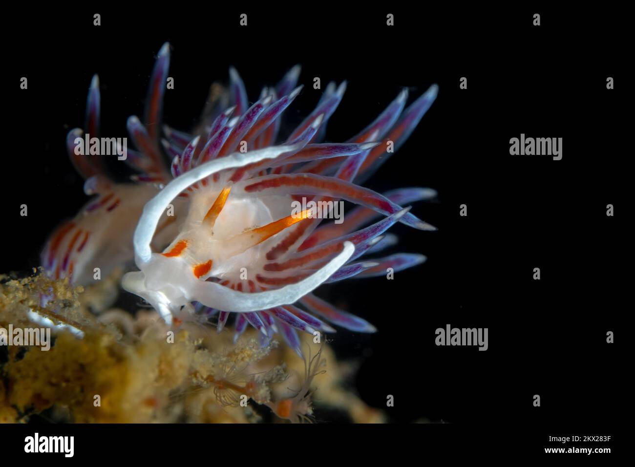 Colorful nudibranch in the waters of the Mediterranean Sea ...