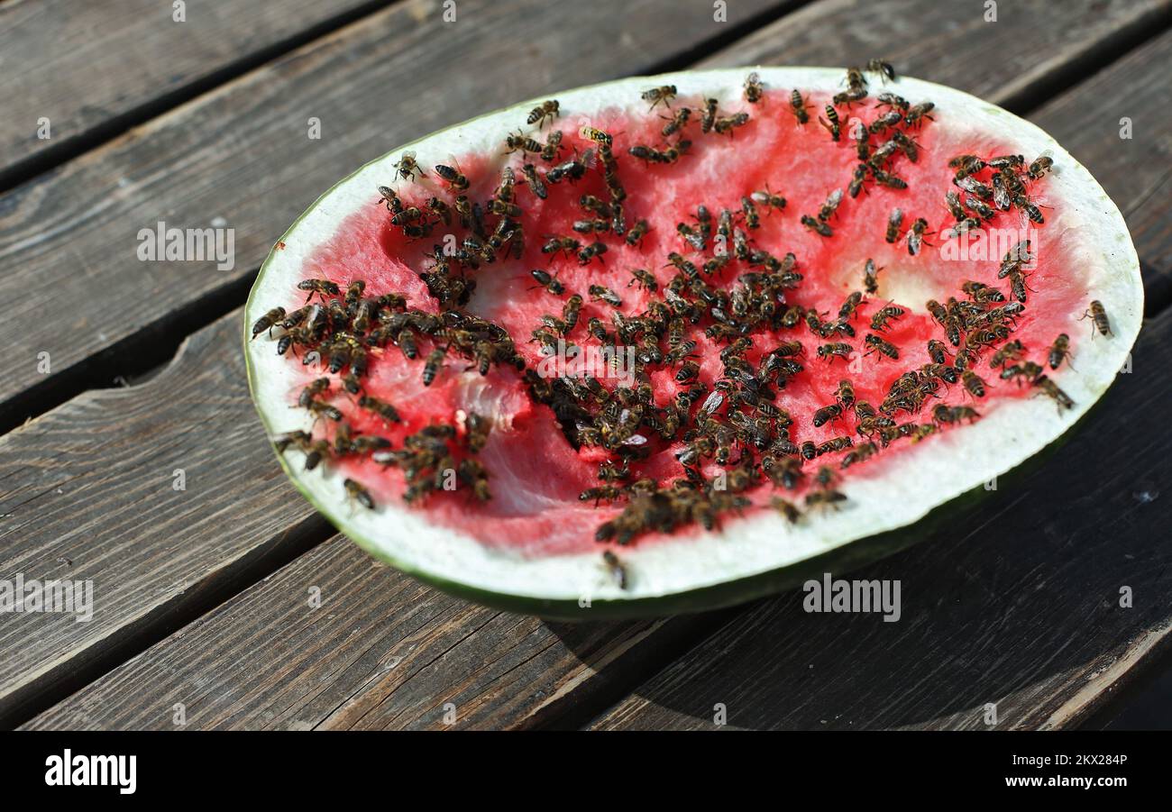 23.08.2017., Zagreb, Croatia - The half of watermelon is a real treat ...